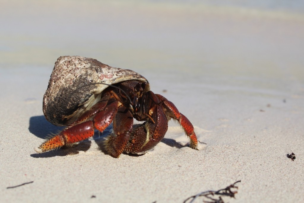 10 COSAS QUE DEBES SABER ANTES DE VISITAR MONA